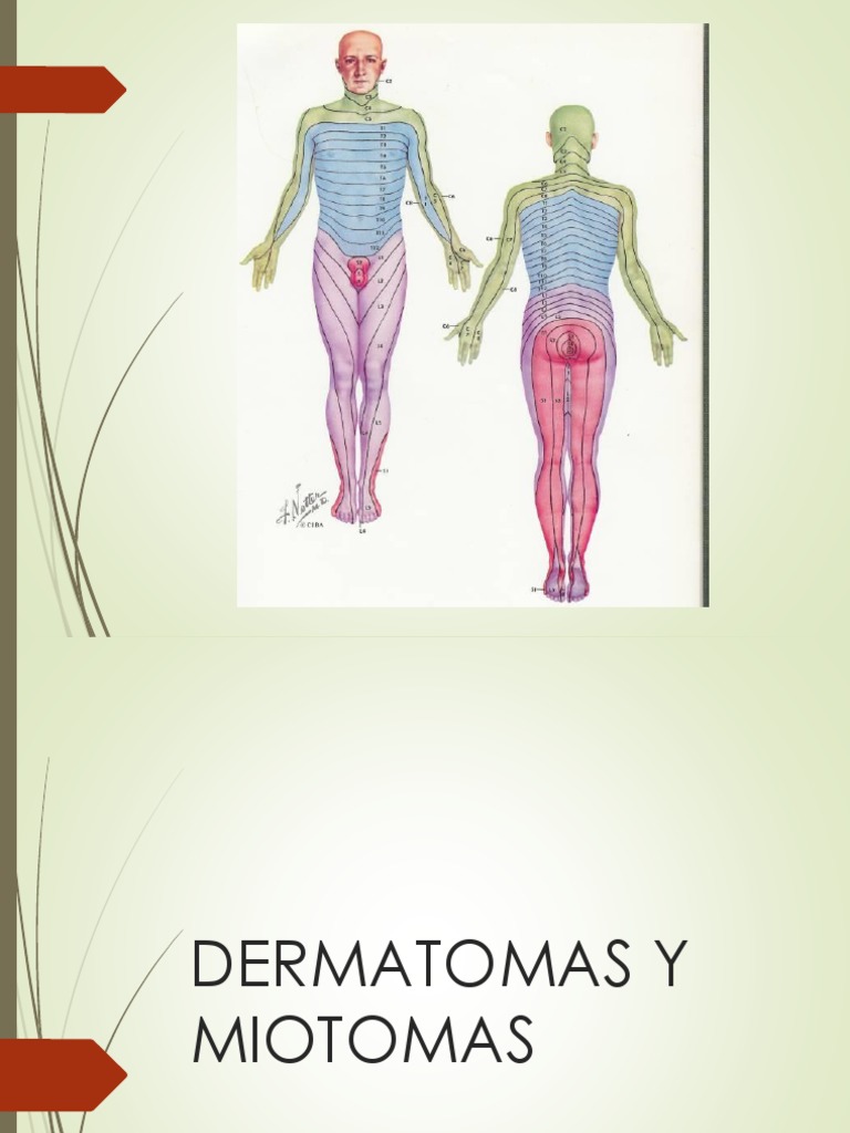 Dermatomas y Miotomas | PDF | Mano | Tejido suave