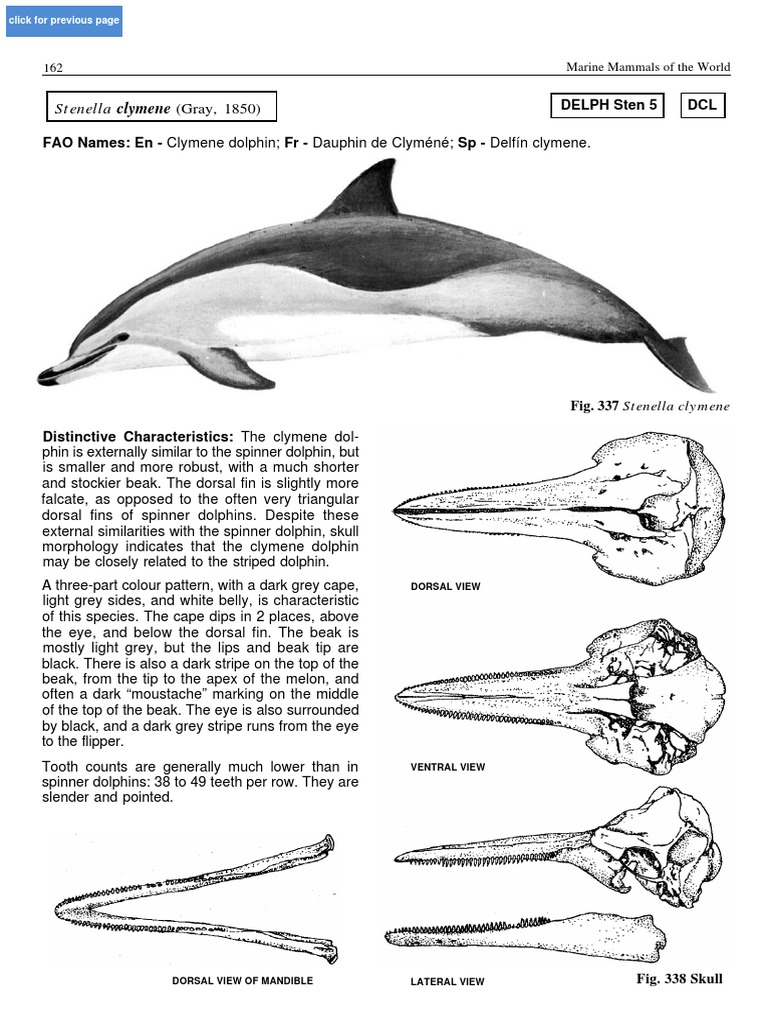 Stenella Clymene (Gray, 1850) : Delph Sten 5 DCL | PDF | Dolphin | Cetacea