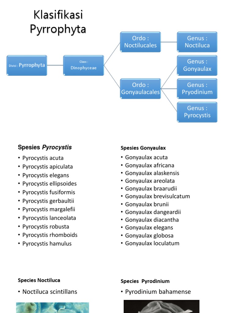 Klasifikasi Pyrophyta | PDF