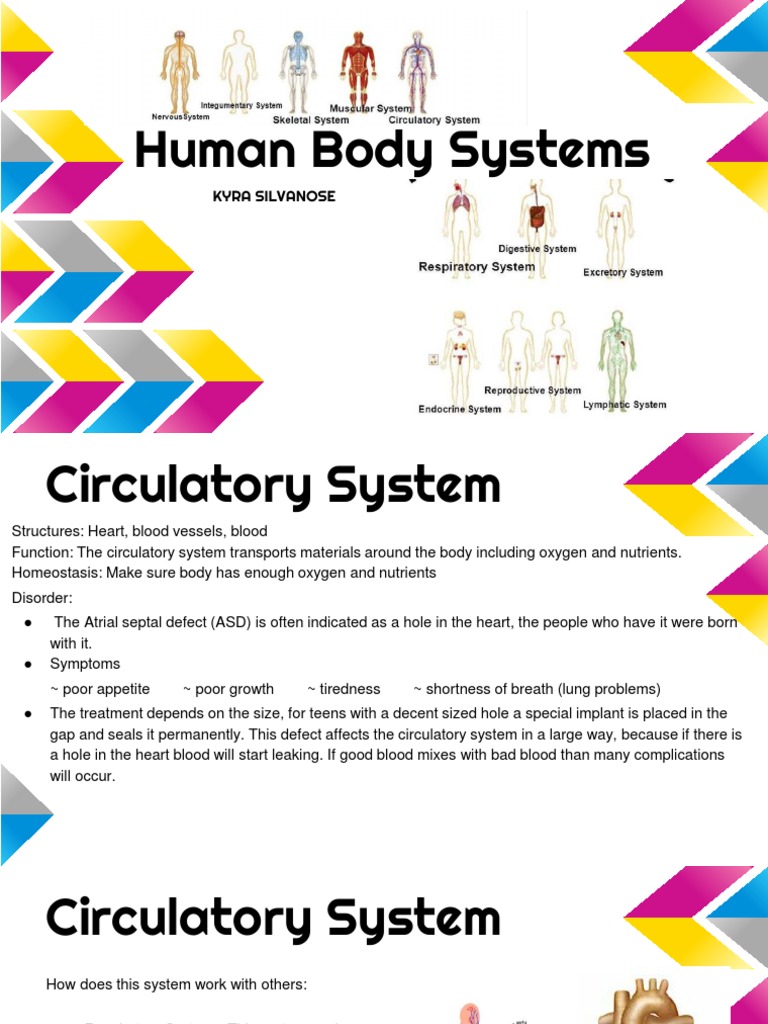 Human Body Systems | PDF | Human Body | Endocrine System