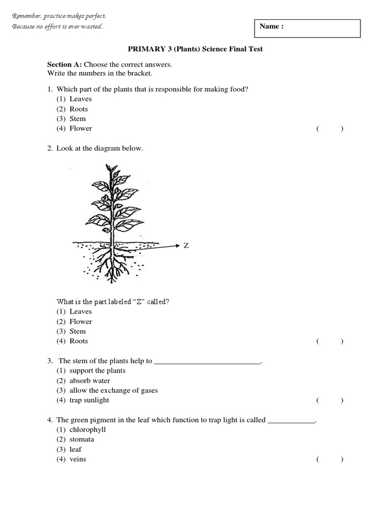 CH-2 Final Test Plants | PDF | Leaf | Plants
