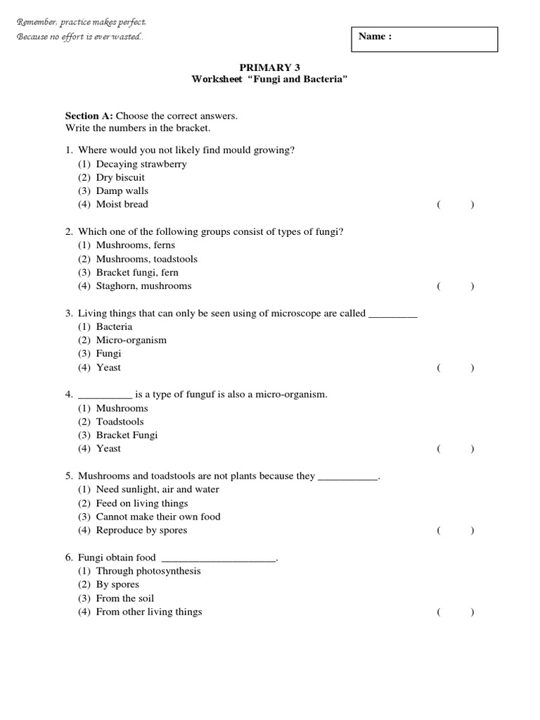 Fungi and Bacteria Worksheet | PDF | Mushroom | Fungus