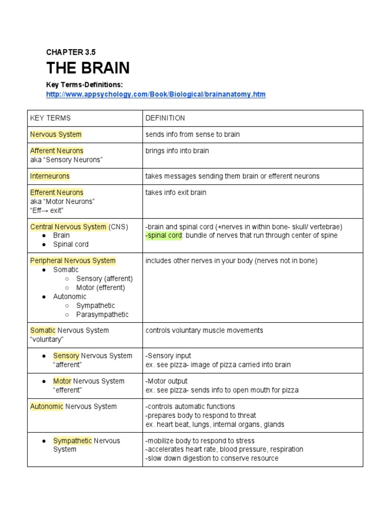 The Brain: Key Terms-Definitions | PDF | Nervous System | Central ...