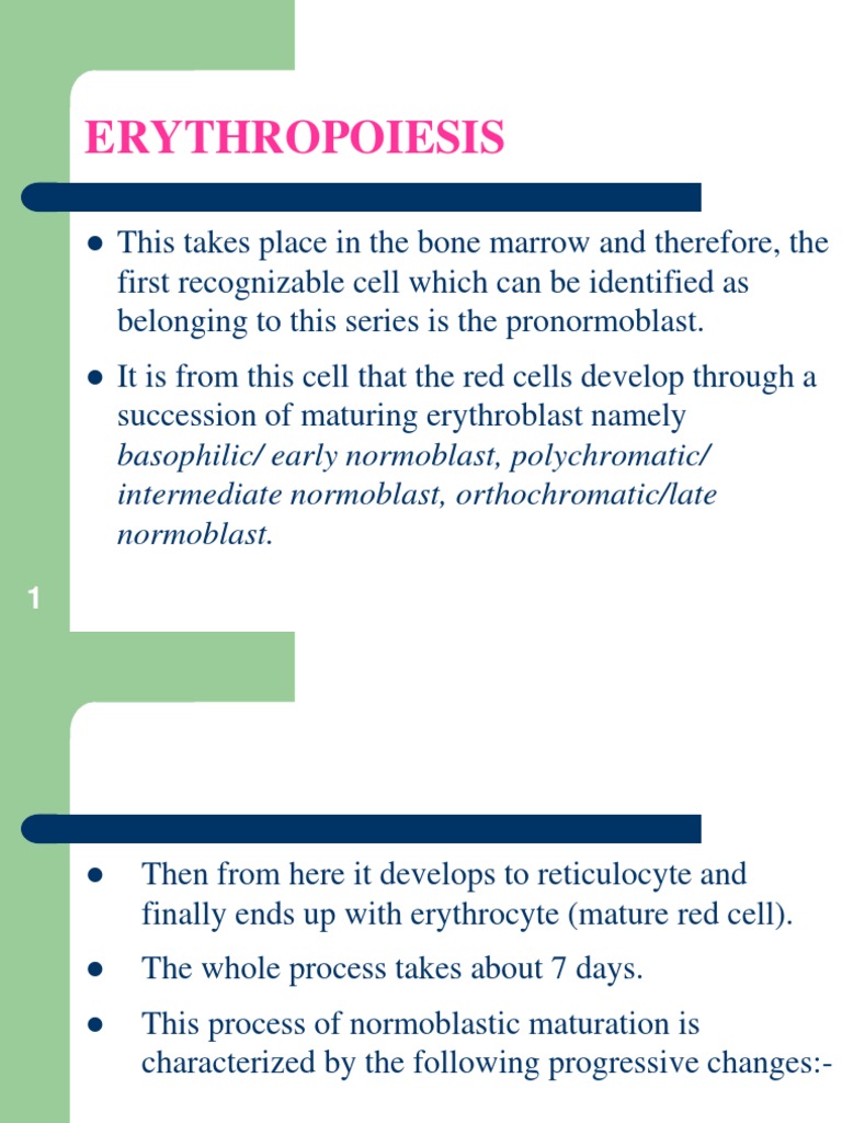 Erythropoiesis: Basophilic/ Early Normoblast, Polychromatic ...