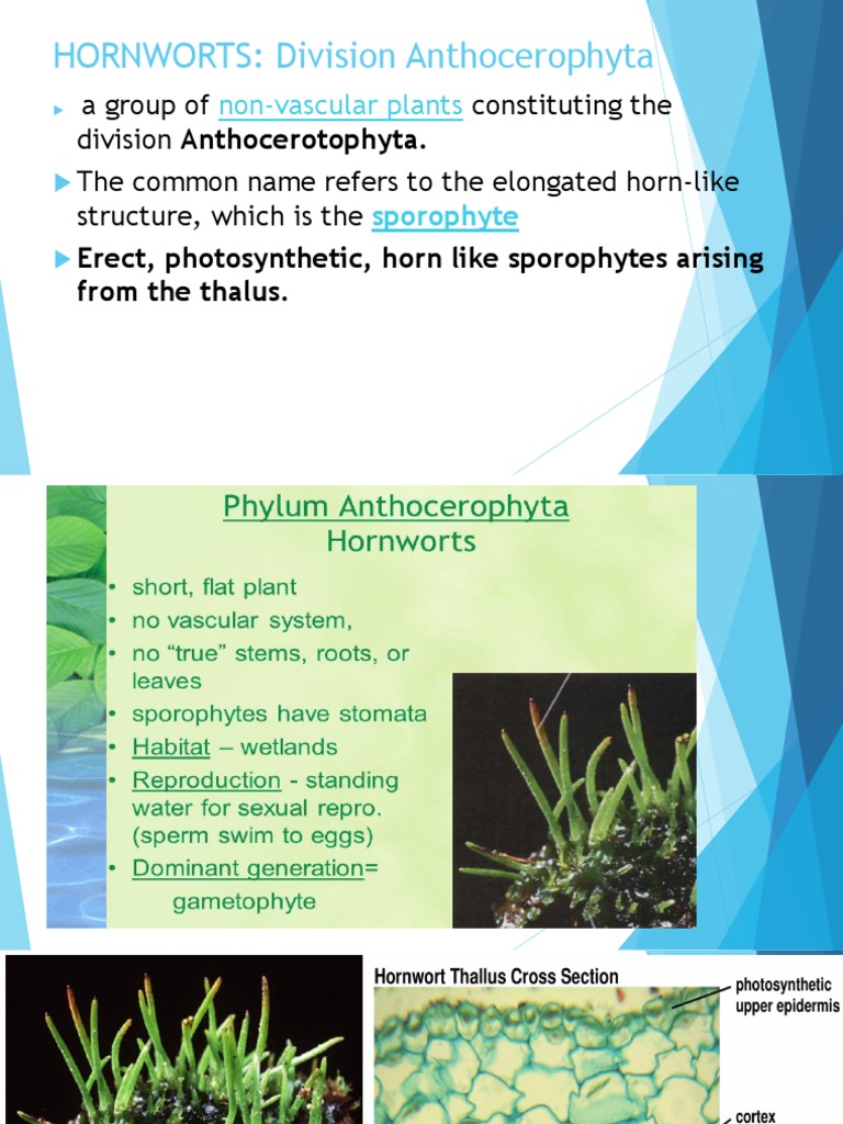 HORNWORTS: Division Anthocerophyta: Non-Vascular Plants | PDF