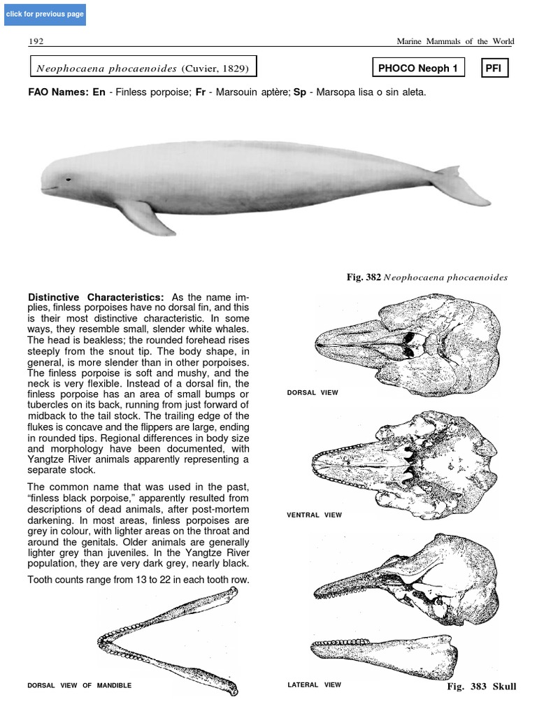 Neophocaena Phocaenoides (Cuvier, 1829) : Phoco Neoph 1 Pfi | PDF ...