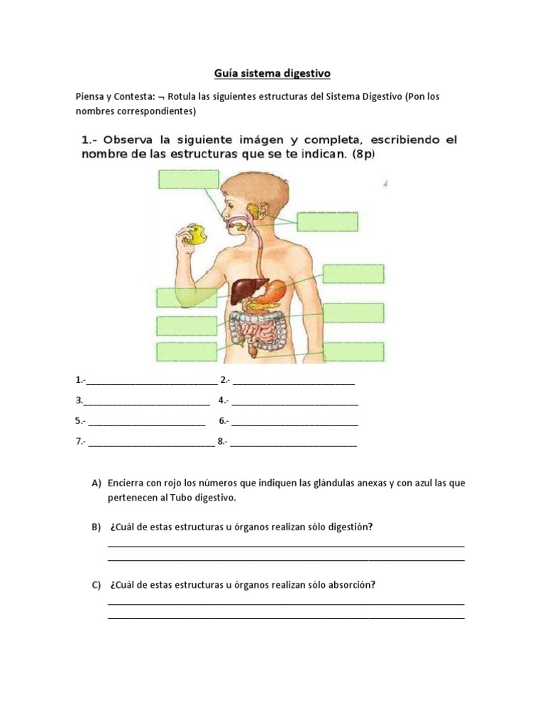 Guía Didáctica del Sistema Digestivo | PDF | Sistema digestivo humano ...