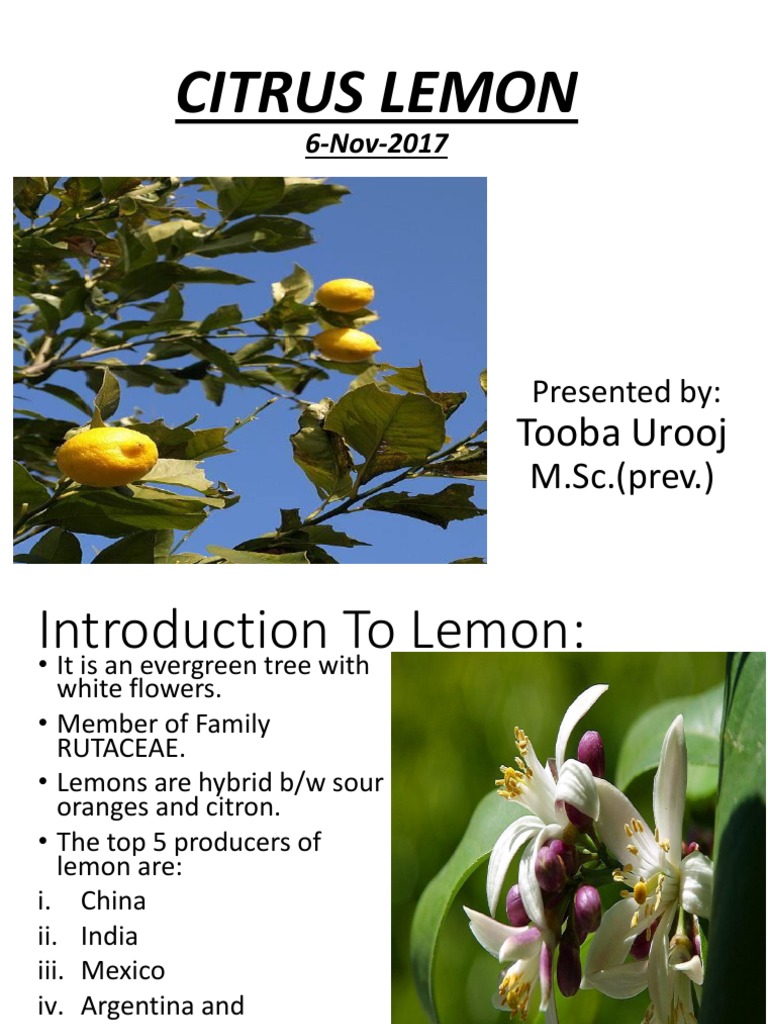 Presentation On Lemon | PDF | Lemon | Citrus