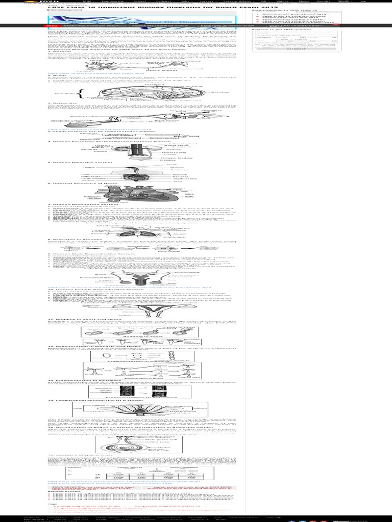 Class 10 Important Biology Diagrams | PDF | Reproductive System | Neuron