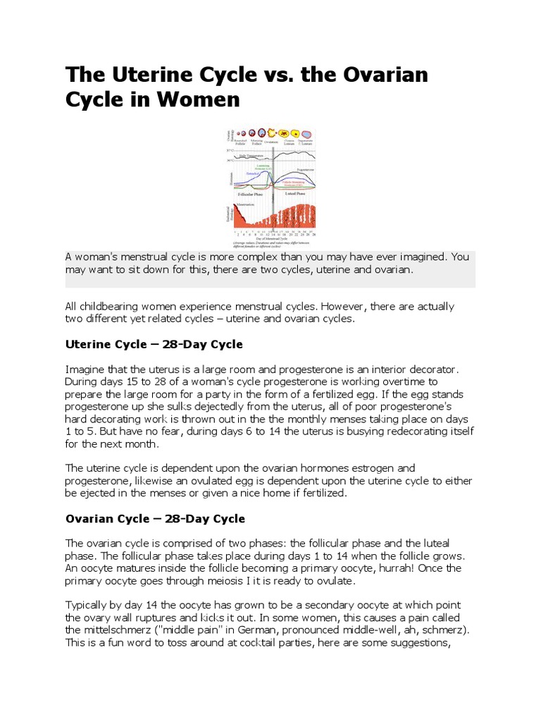 The Uterine Cycle Vs | PDF | Menstrual Cycle | Ovary