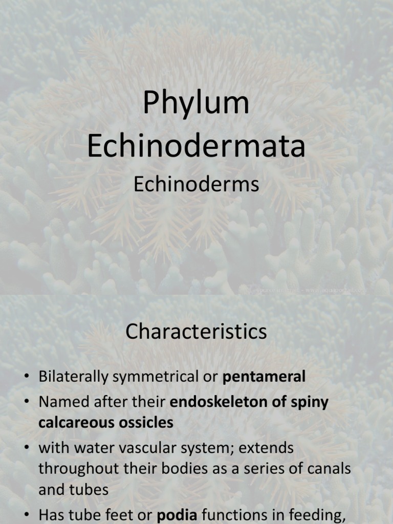 Lesson 11. Phylum Echinodermata PDF | PDF | Science | Zoology