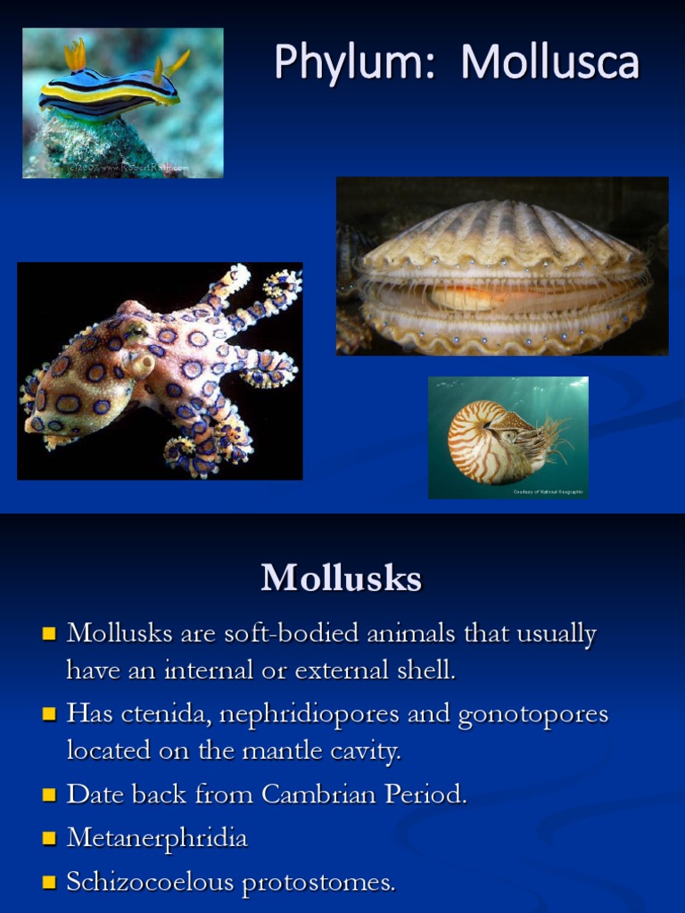 Mollusca Powerpoint | PDF | Mollusca | Protostomes