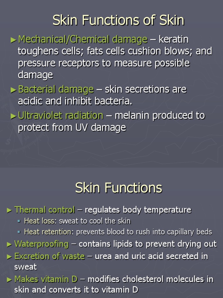 Functions and Structure of Skin | PDF | Skin | Epidermis