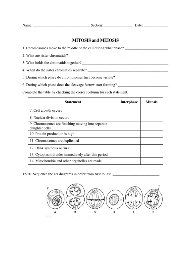 Mitosis and Meiosis | PDF