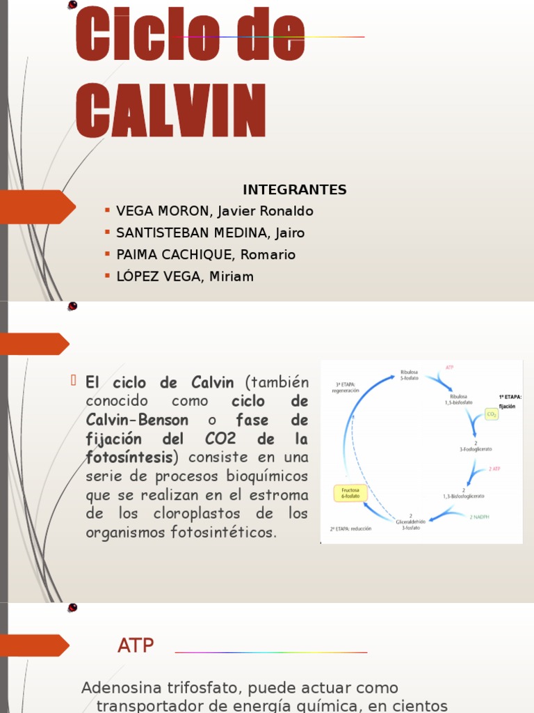 Fases del Ciclo de Calvin en Fotosíntesis | PDF