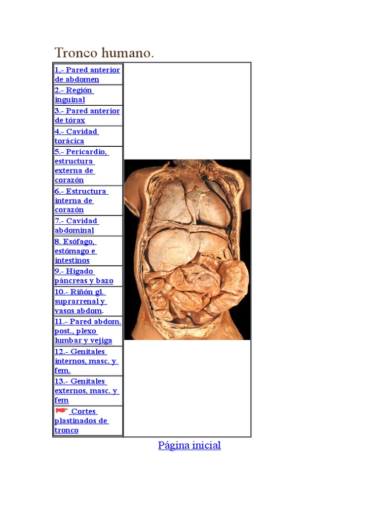ANATO 1º Tronco Humano | PDF | Abdomen | Tórax