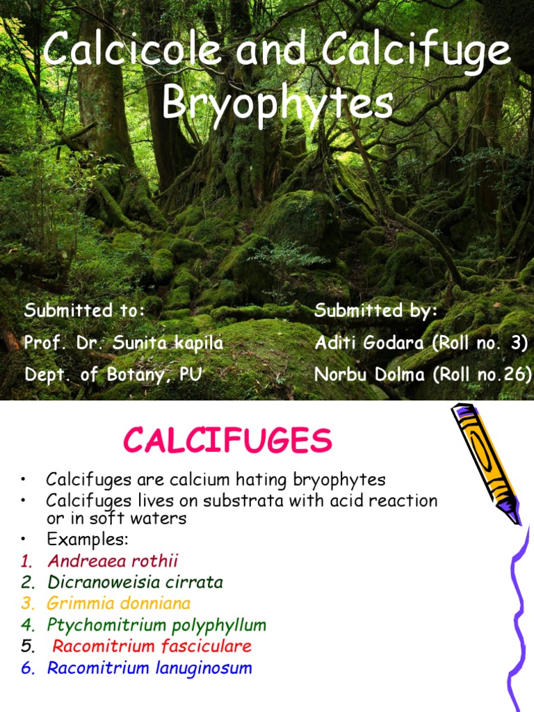 Calcicoles and Calcifuges | PDF | Calcium | Soil