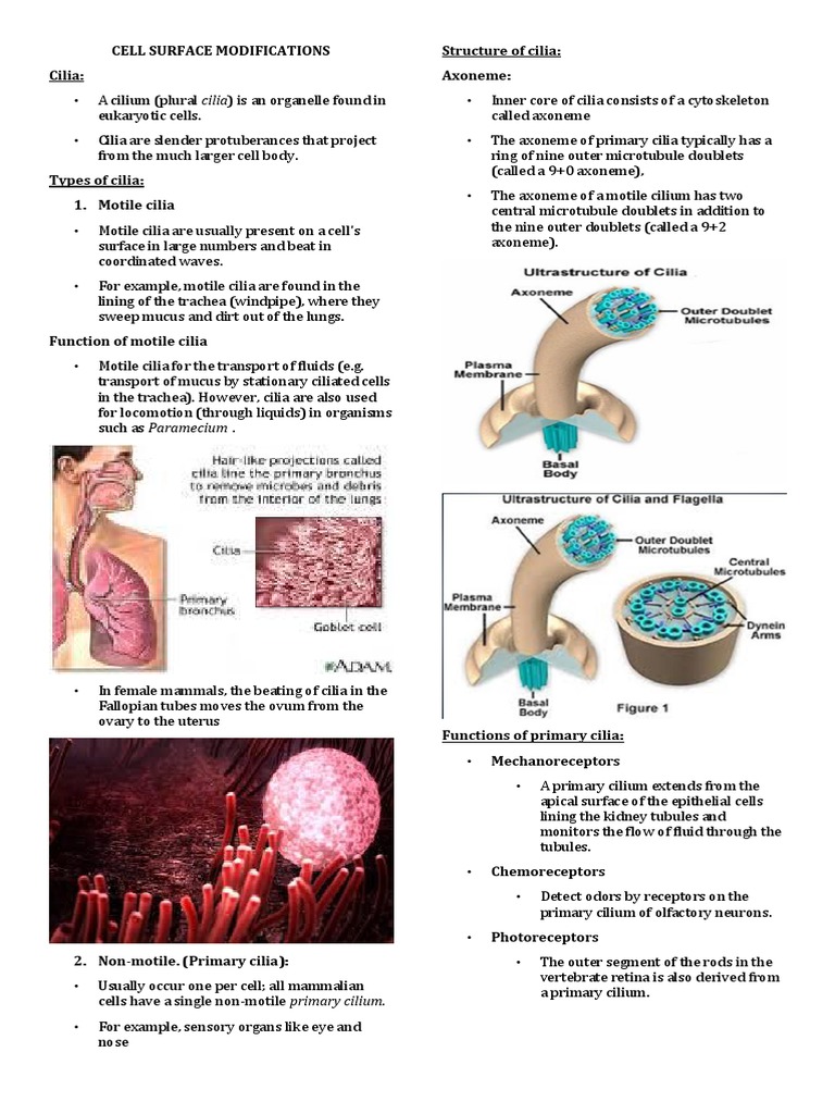 Cell Surface Modifications | PDF | Cell Biology | Biology