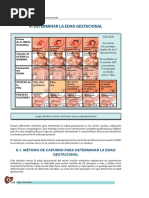 Escala de Capurro | PDF