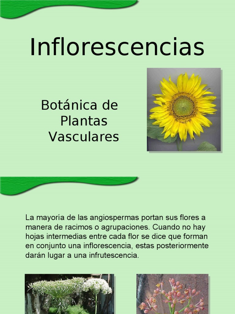 INFLORESCENCIAS | PDF | Flores | Tallo de la planta