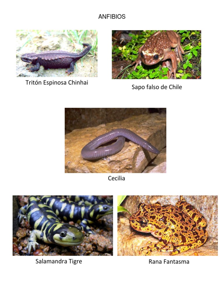 10 Ejemplos de Anfibios con Nombres | PDF