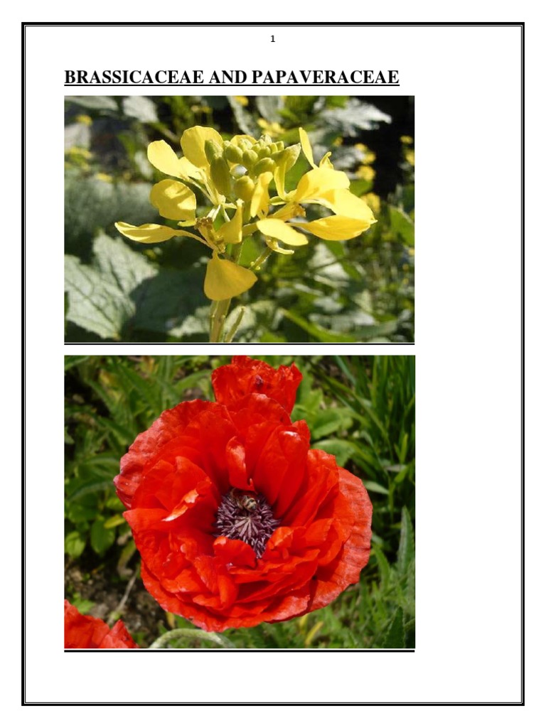 Brassica Family | PDF | Petal | Branches Of Botany