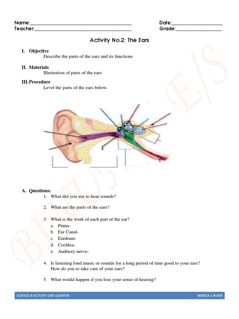 The Anatomy and Functions of the Ear: A Guide to the Parts of the Ear ...