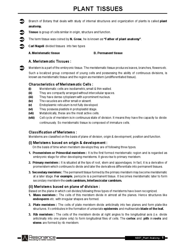 Plant Tissue Anatomy Overview | PDF | Tissue (Biology) | Plant Stem
