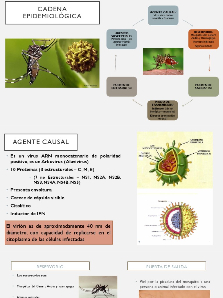 Cadena Epidemiológica: Virus de la fiebre amarilla - Flavivirus ...