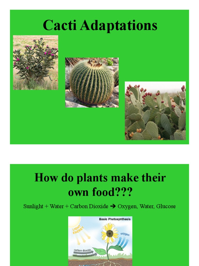 Cacti Adaptation 10-6-11 | PDF