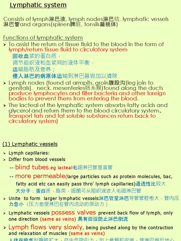 Lymph/return Tissue Fluid To Circulatory System | PDF | Lymphatic ...