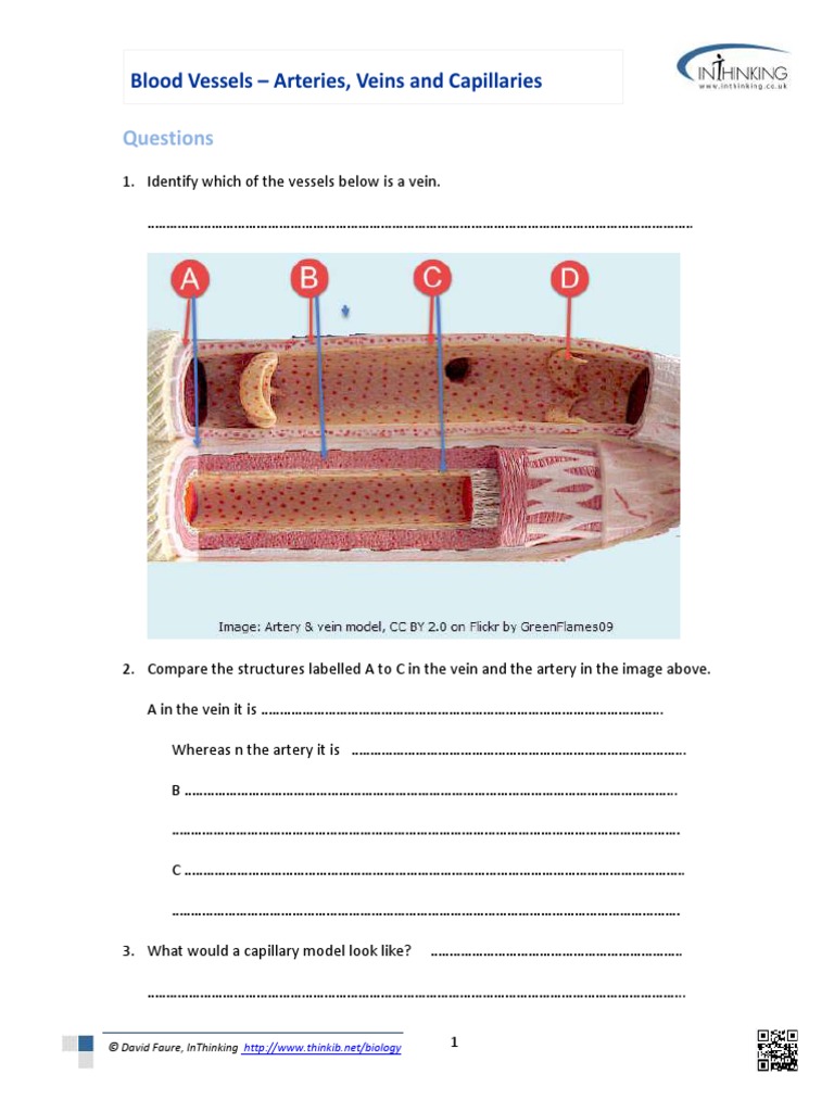 Questions: Blood Vessels - Arteries, Veins and Capillaries | PDF