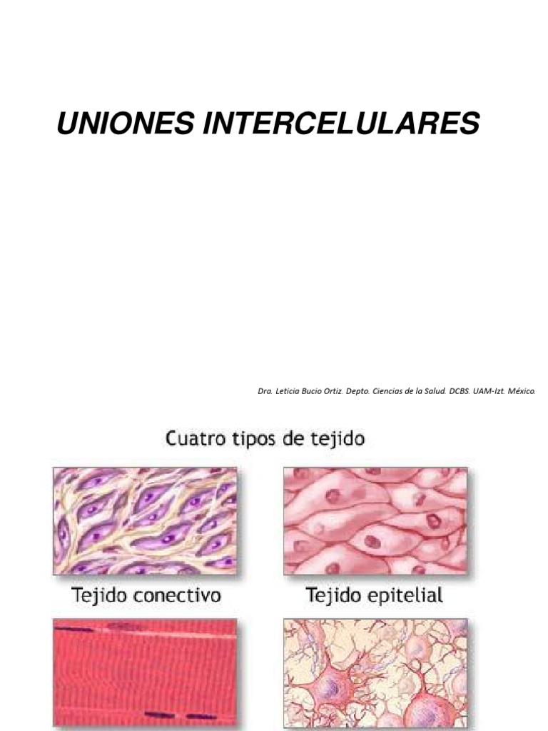 1.4uniones Intercelulares | PDF | Histología | Anatomía