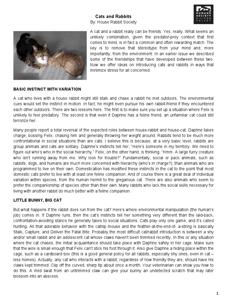 Cat Care Guide | Download Free PDF | Cats | Behavioural Sciences