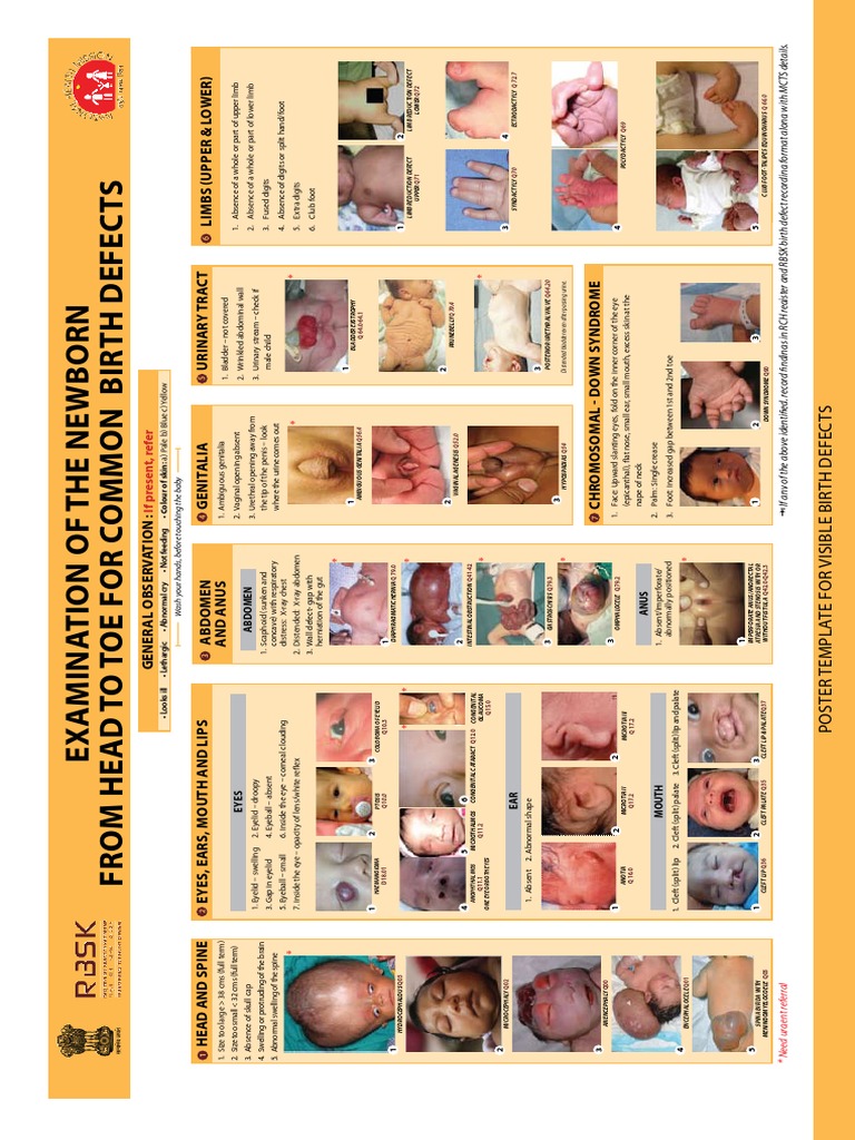Newborn Head-to-Toe Assessment Guide | PDF | Abdomen | Animal Diseases