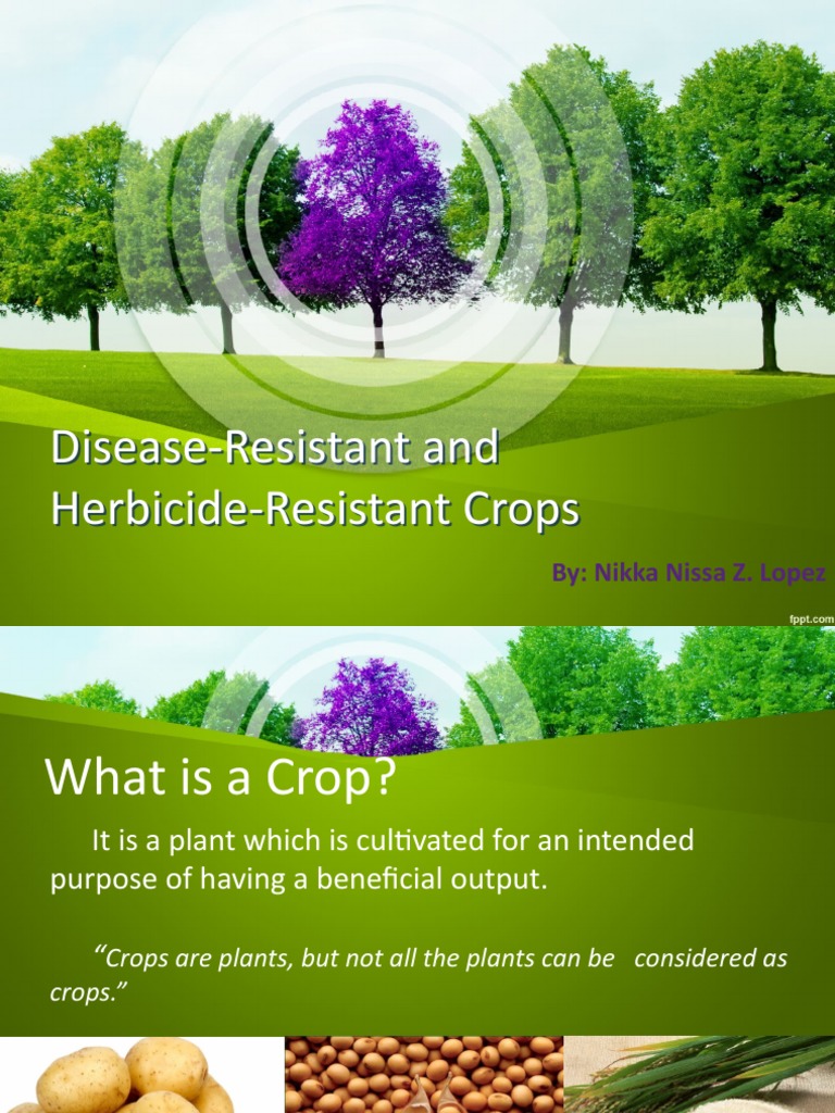 Disease-Resistant and Herbicide-Resistant Crops | PDF | Genetically ...