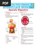 Pericitos | PDF | Capilar | Endotelio