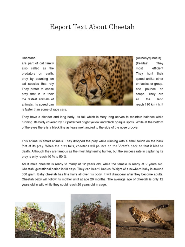 Report Text About Cheetah | PDF | Predation | Felidae