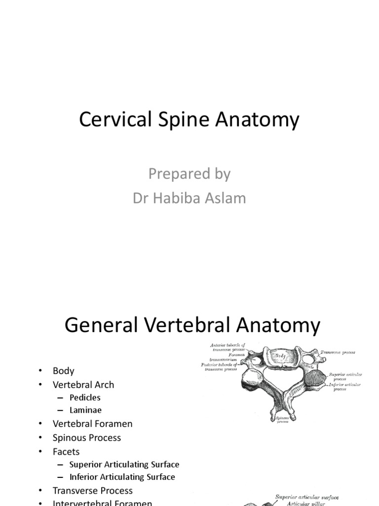 Anatomy of Cervical Spine | PDF | Vertebra | Vertebral Column