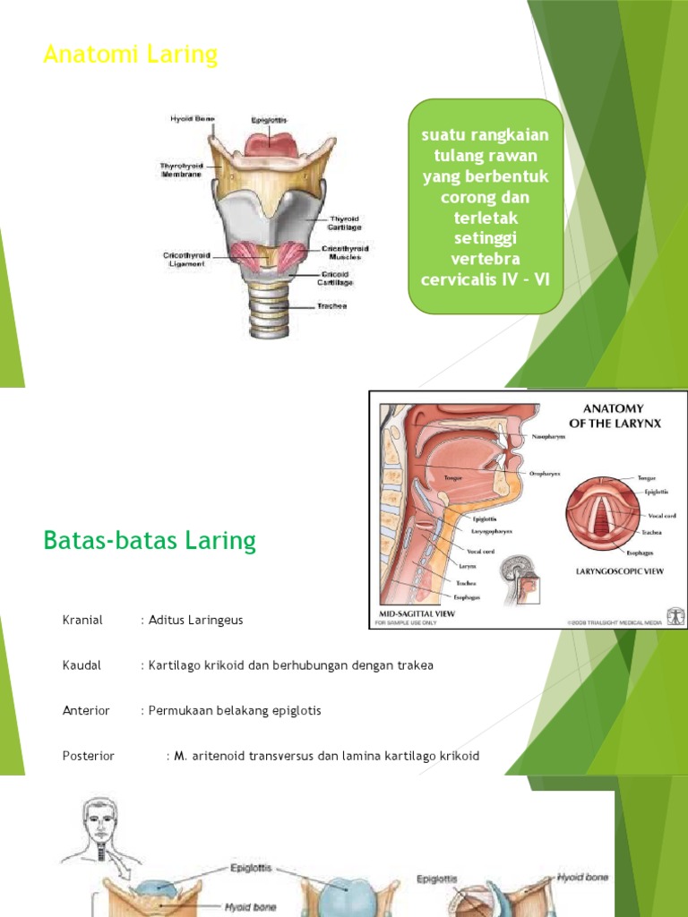 Anatomi Laring Presentasi | PDF