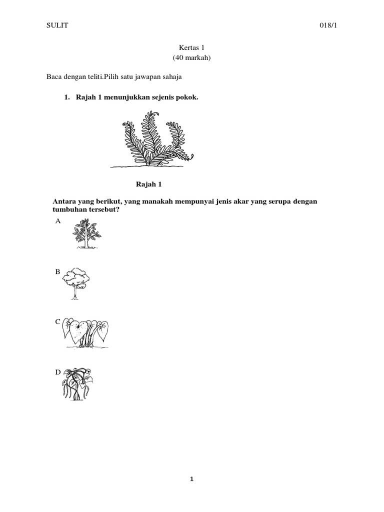 Rajah 1 Menunjukkan Sejenis Pokok.: Sulit 018/1 | PDF