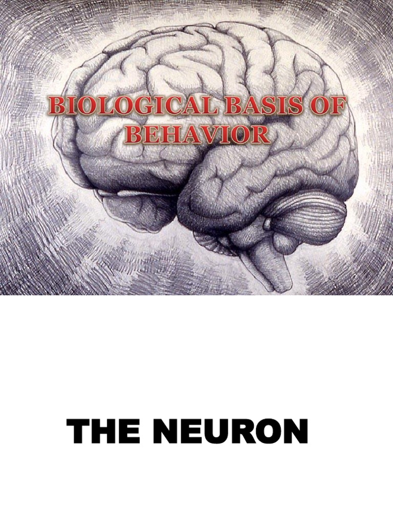 LECTURE 2 Biological Basis of Behavior | PDF | Neuron | Neurotransmitter