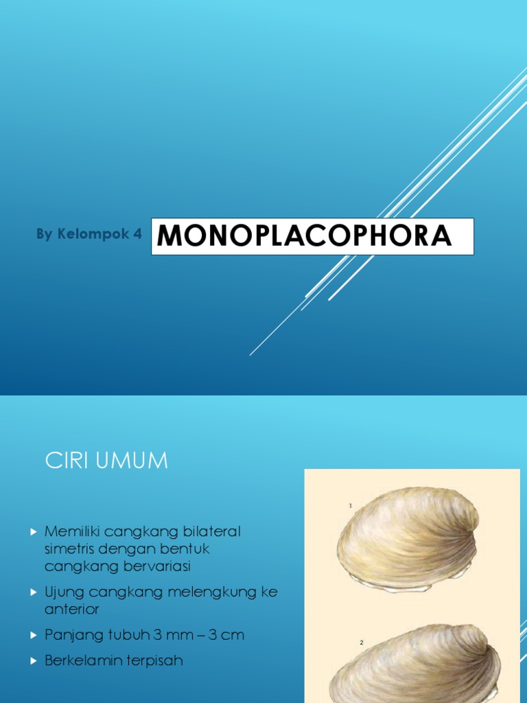 Monoplacophora o | PDF