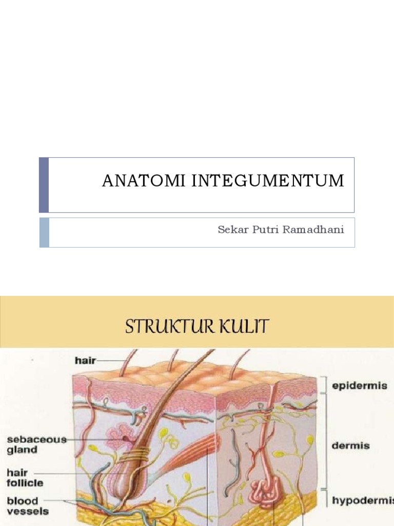ANATOMI INTEGUMENTUM.pptx