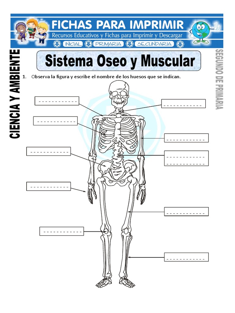 Sistema Oseo Ficha | Hueso | Esqueleto