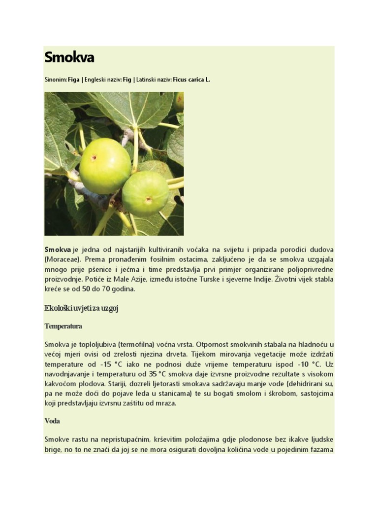 Smokva | PDF
