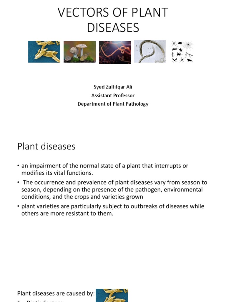 Vectors of Plant Diseases | PDF | Plant Pathology | Vector (Epidemiology)