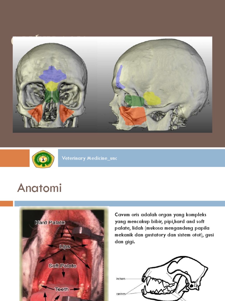 Cavum Oris | PDF | Sains & Matematika