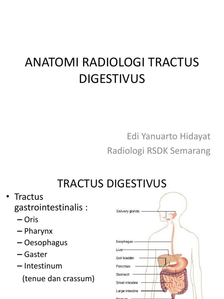 Anatomi Radiologi Rongga Perut | PDF