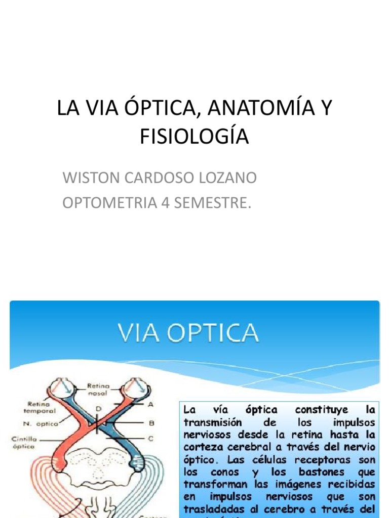 Via Optica | PDF | Sistema visual | Sistema nervioso